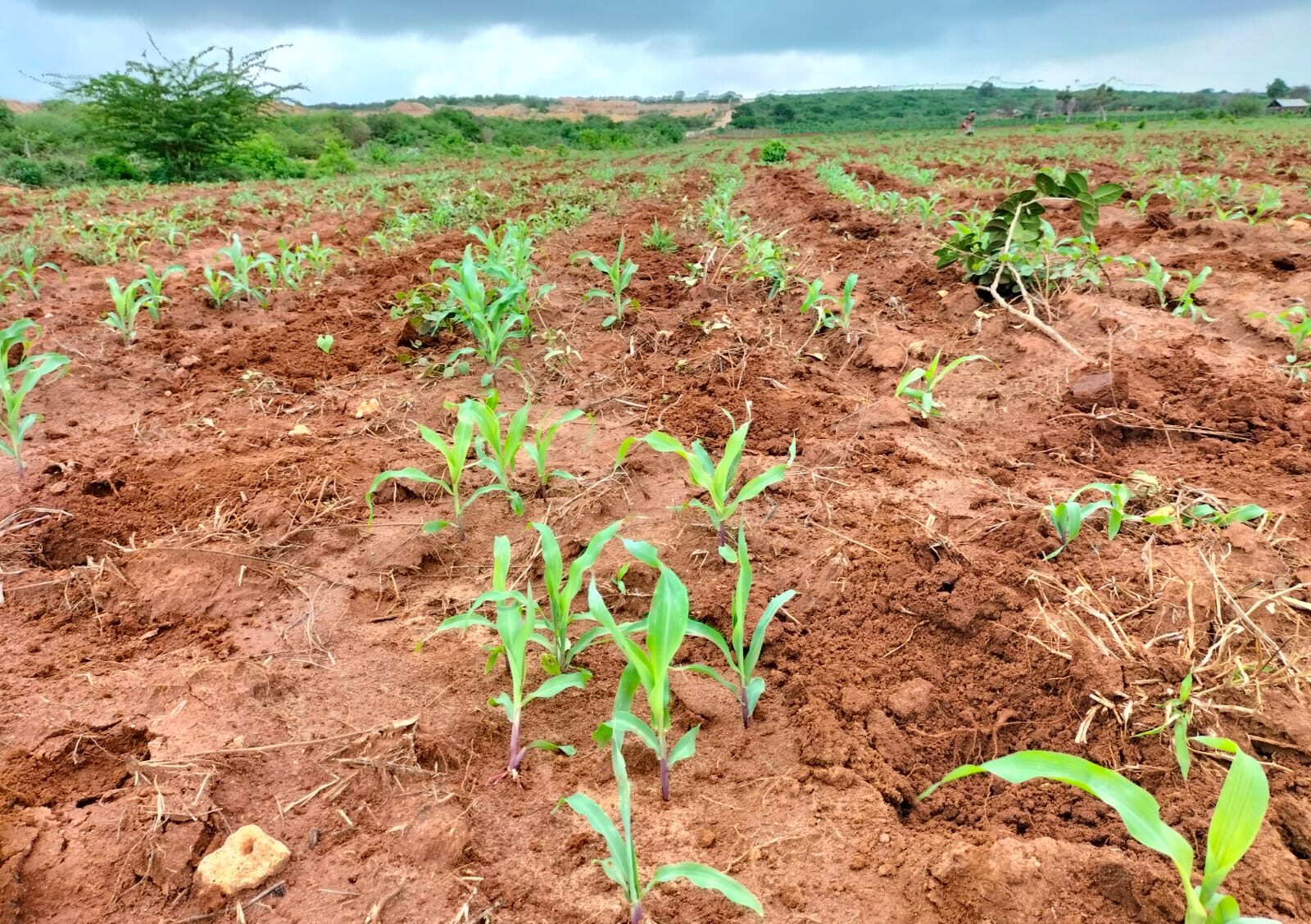 Faraja Gardens – MILIKI LAND LEO