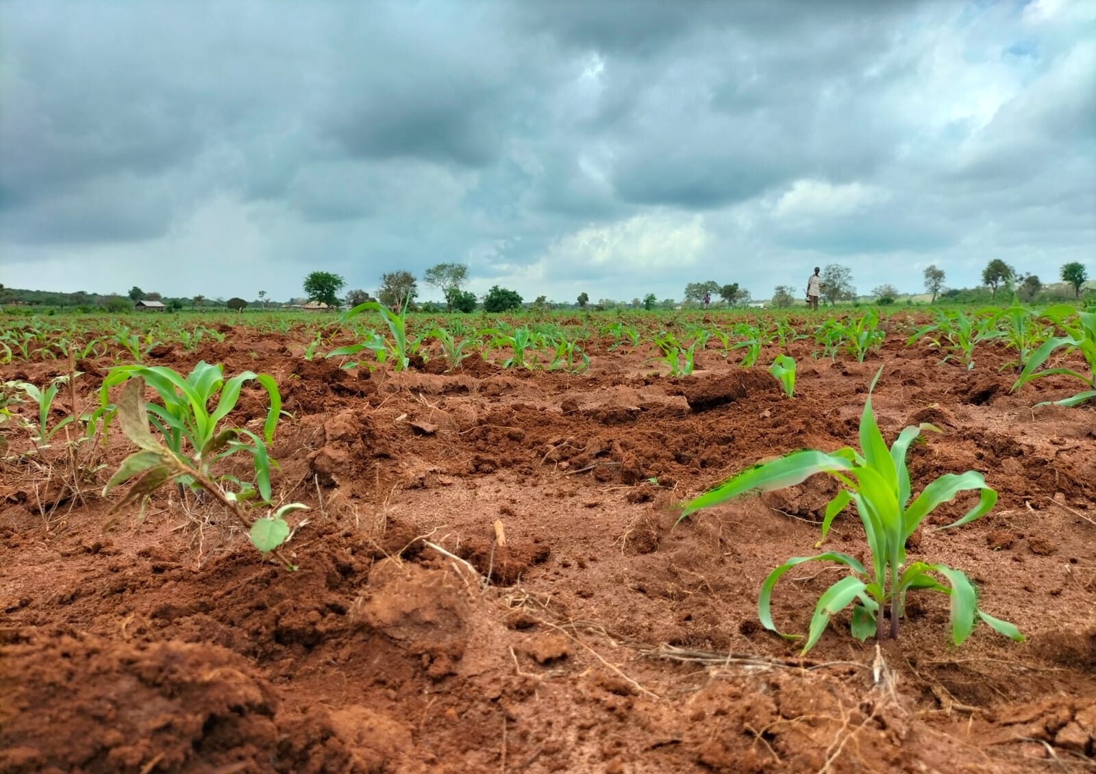 Faraja Gardens – MILIKI LAND LEO